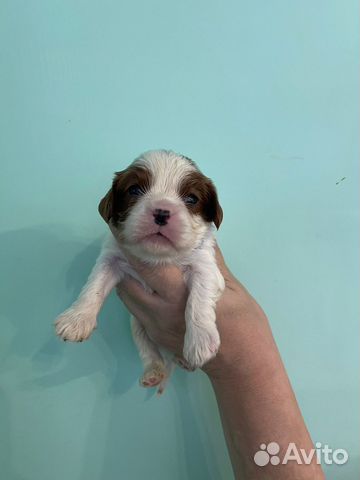 Ккчс-мальчишки блен