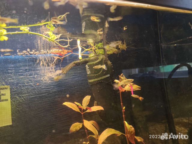 Аквариумные рыбки гуппи