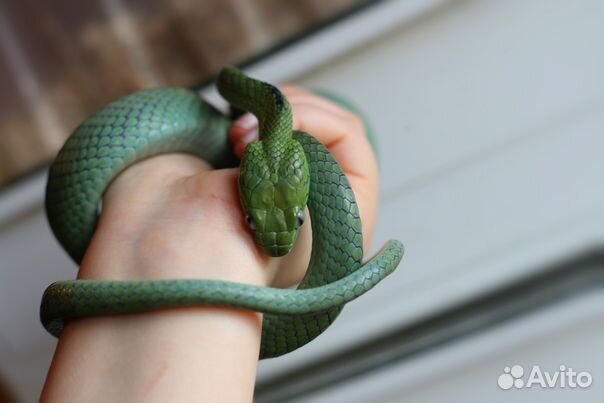 Зеленые бойги