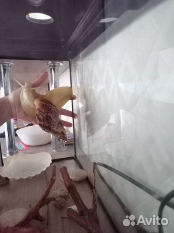 Улитки ахатины большая