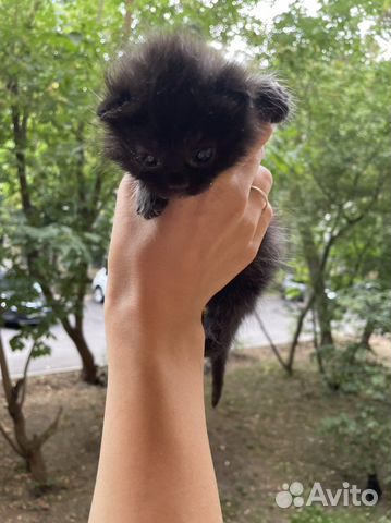 Котики бесплатно в добрые руки