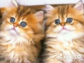 Британские котята