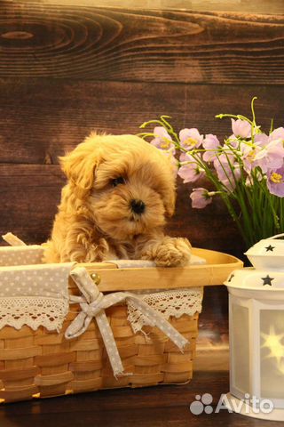 Мальтипу f1 premium