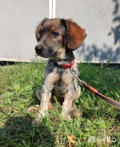 Ищет дом щенок не крупной Собачки Линда