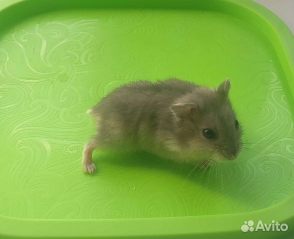 Джунгарский хомяк бесплатно