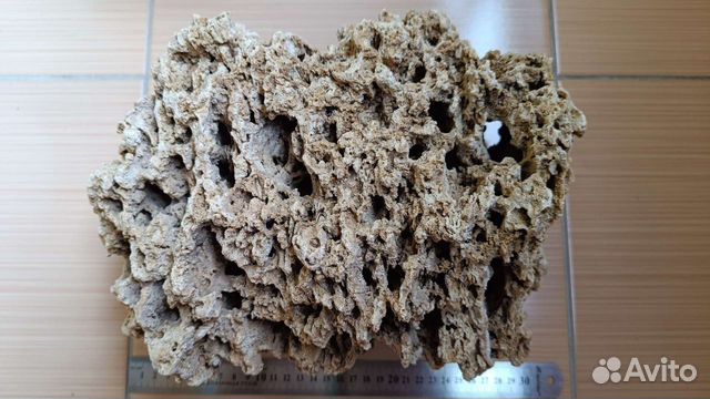 Коралл балянус