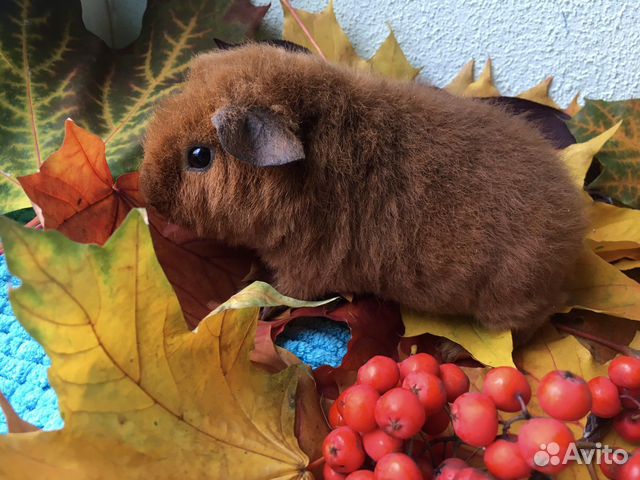 Морские свинки, Американский тедди