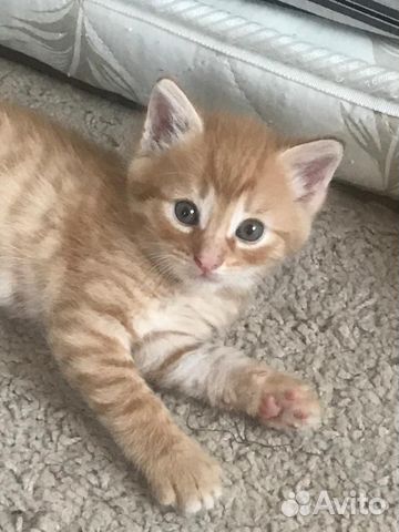 Рыжий котёнок (золотистый тигрёнок)