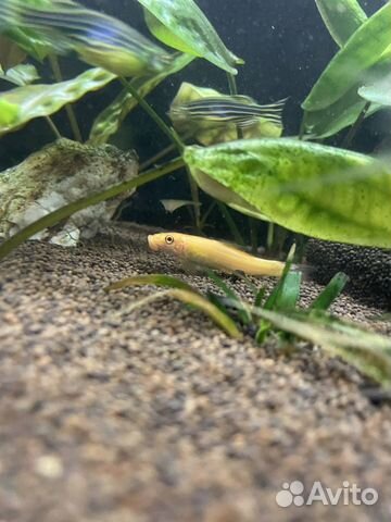 Гиринохейлус