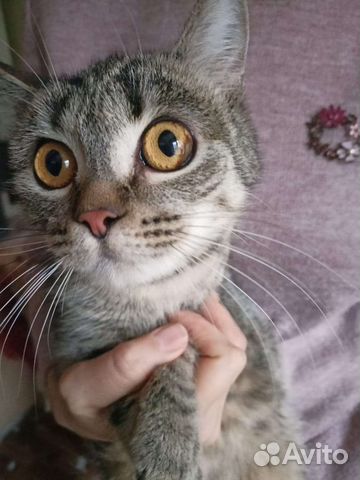 Нежная Мурена в добрый дом