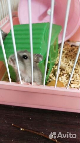 Джунгарские хомячки