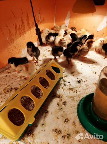 Циплята суточные