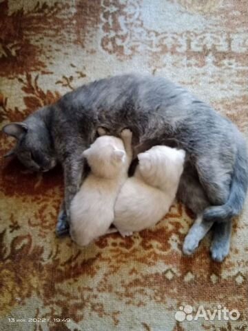 Кошка