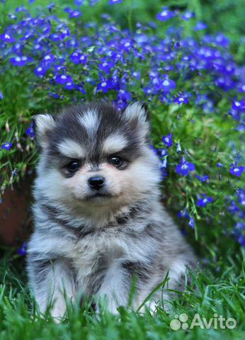Pomsky/Помски(Мини-Хаски)