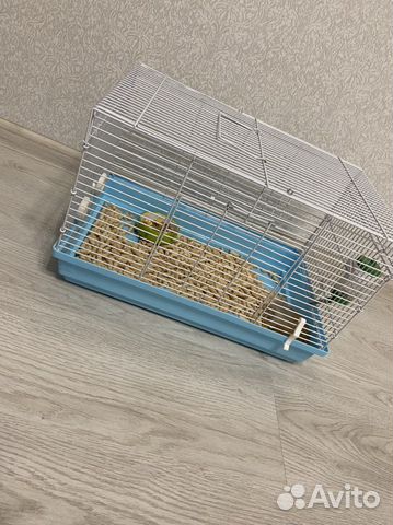 Сирийский хомяк мальчик