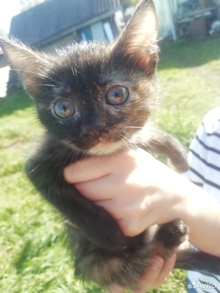 Возьмите котёночка