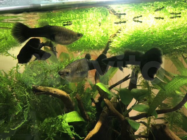 Рыбки гуппи