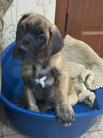 Немецкий дог