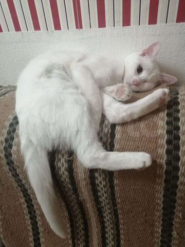 Турецкая ангора