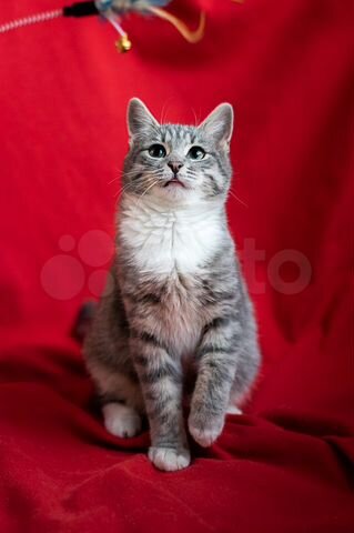 Очаровательный котик ищет дом