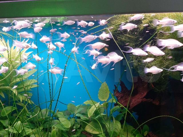 Велифера снежинка