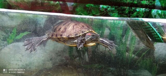 Красноухая черепаха бесплатно