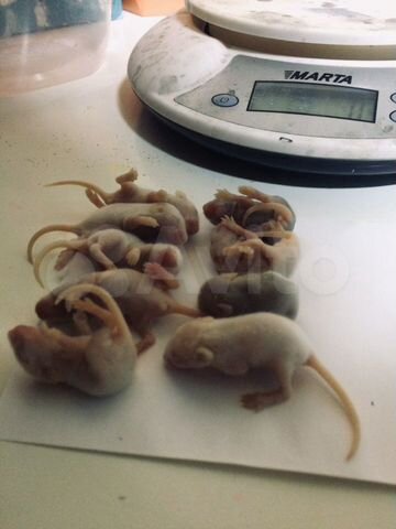 Кормовые мыши