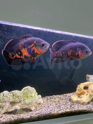 Рыбы астронотус 2 шт