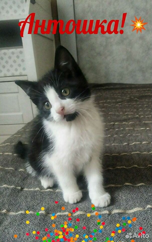 Котёнок Антошка