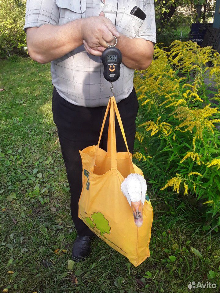 Холмогорские гуси обмен