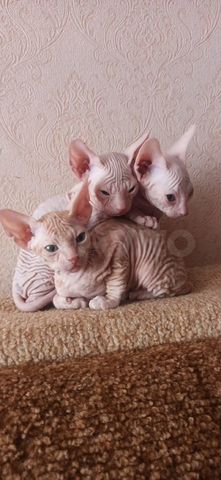 Донской сфинкс котята