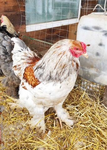 Петухи Брама