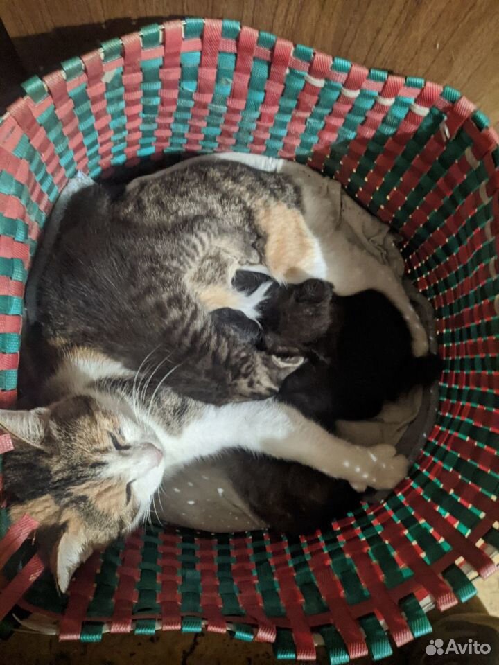 Котята хорошим людям