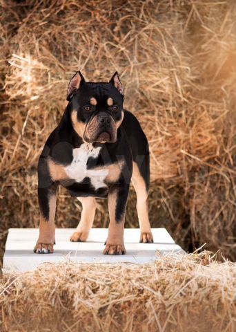 Американ булли - мощь, красота и грация