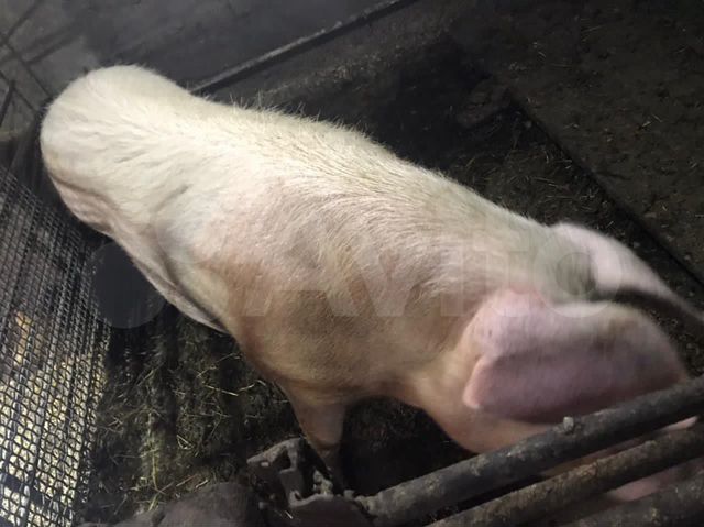 Свинья(ландрас)