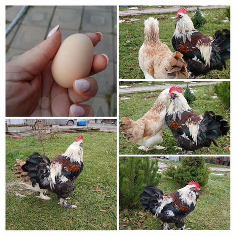 Инкубационное яйцо Фавероль