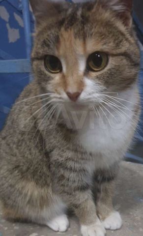 Красивая. Хорошая кошечка