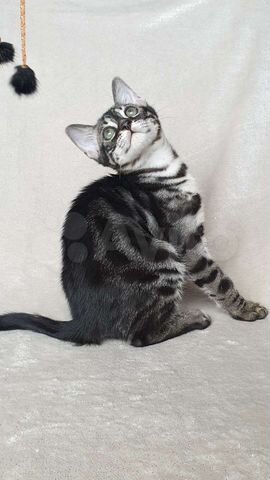 Бенгальские котята