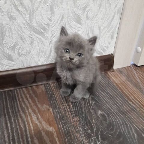 Зефирка ищет дом