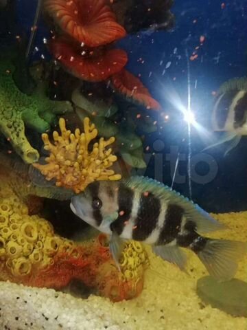 Аквариумные рыбки