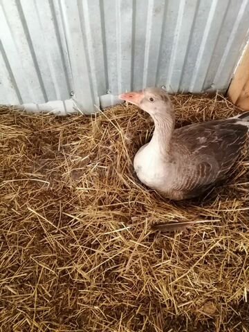 Яйцо гусинное порода Линда