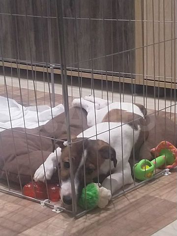 Джек Рассел терьер