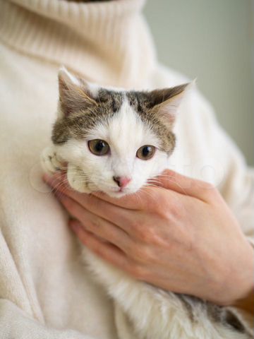 Котенок Мелани