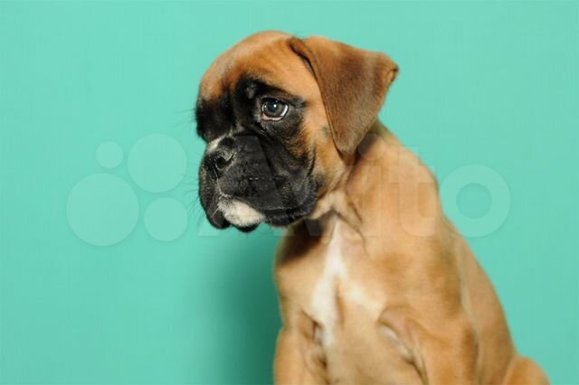 Боксер рыжая девочка