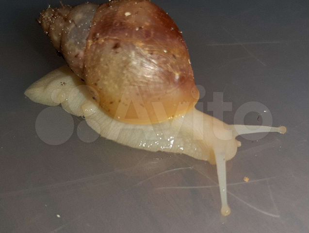 Улитка Ахатинка детка