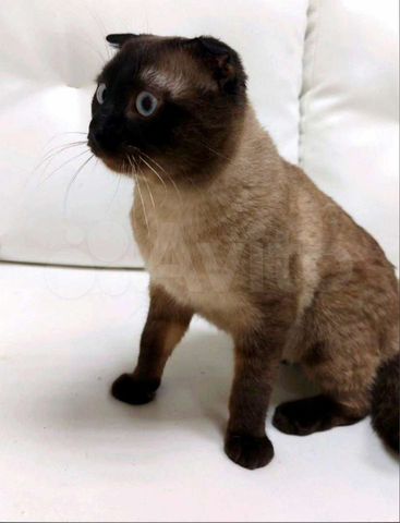 Шотландский вислоухий кот в дар