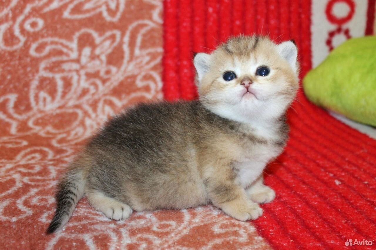 Золотые шиншиллы