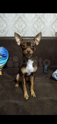 Вязка той терьер