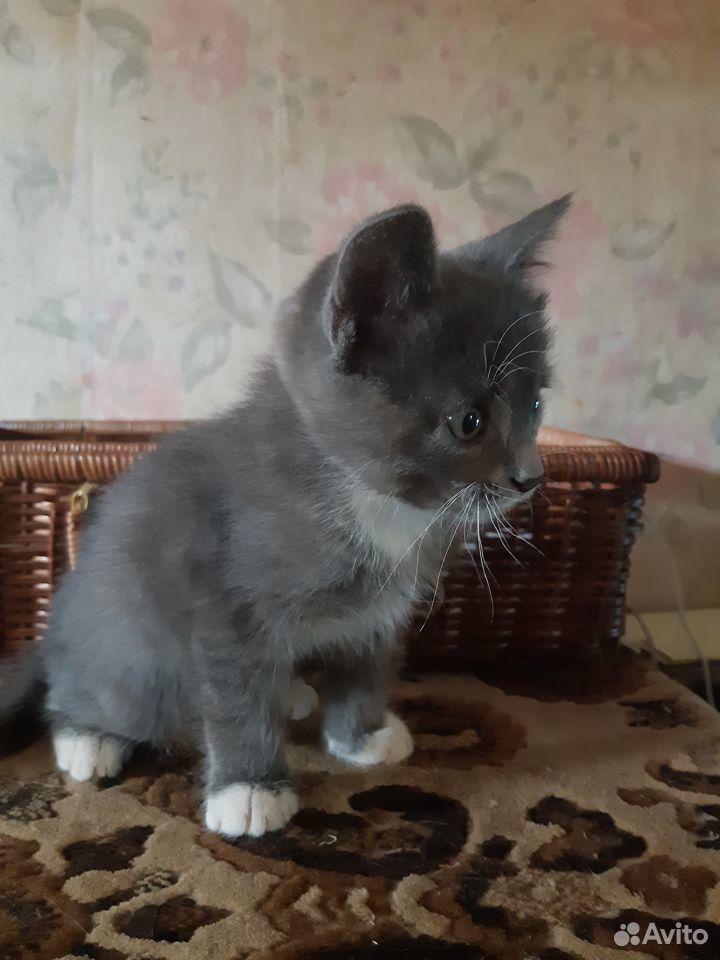 Котик серо-голубого окраса 1.5 месяца