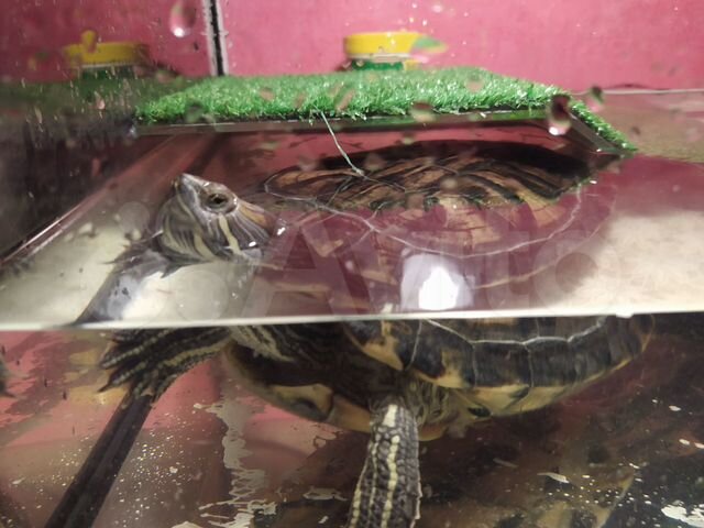Красноухая черепаха с аквариумом